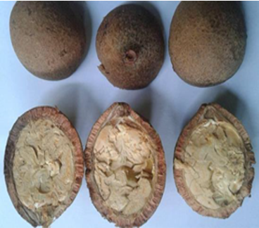 Atuna racemosa Raf. Plants: A Novel Source of Antibacterial and ...