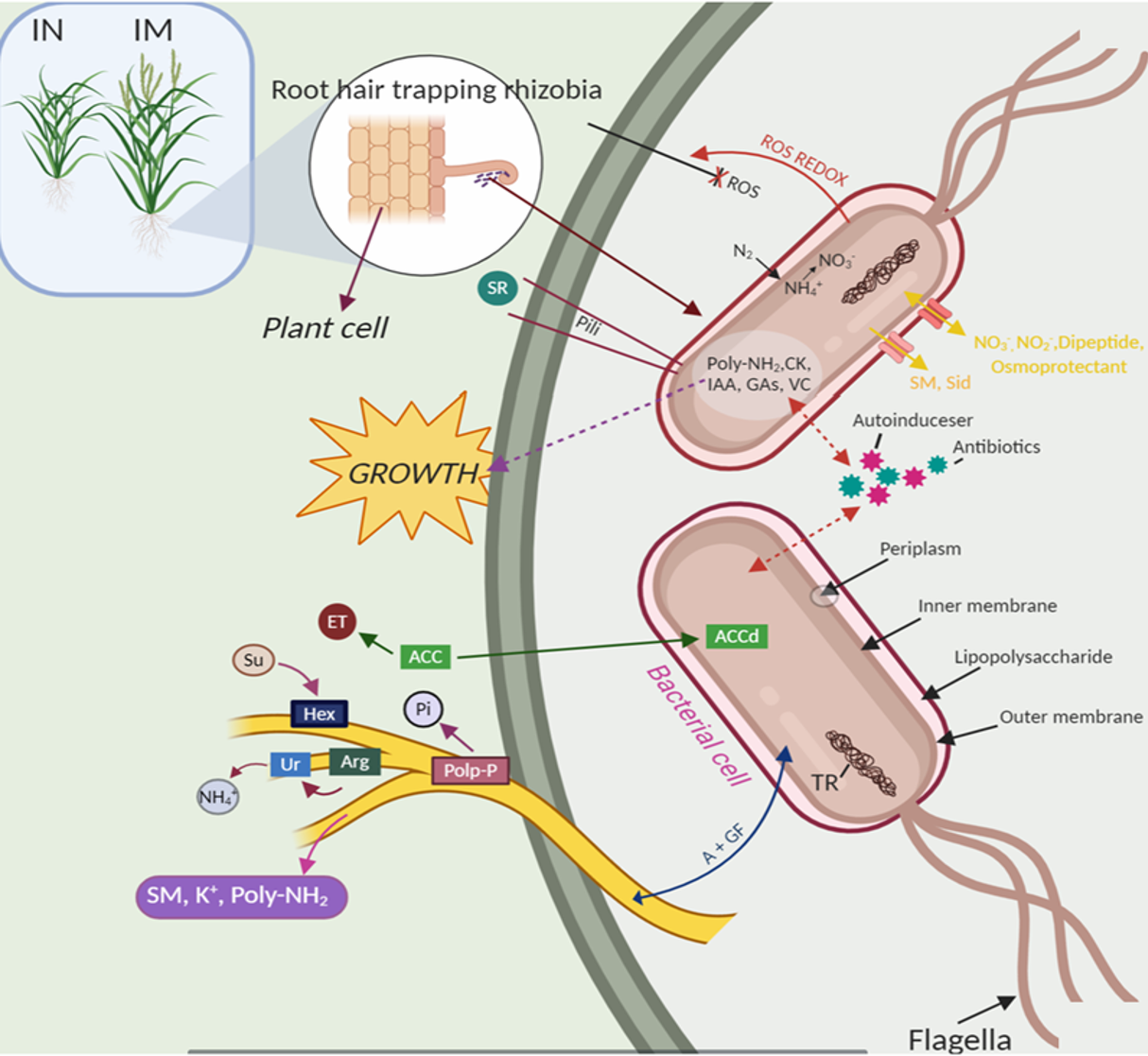 An appraisal of bacterial Endophytes