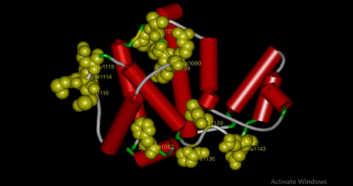 Identification of the motifs of beta-turns and mutated amino acids ...