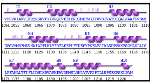Identification of the motifs of beta-turns and mutated amino acids ...