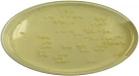 A Review on Surgery and Antibiotic Susceptability